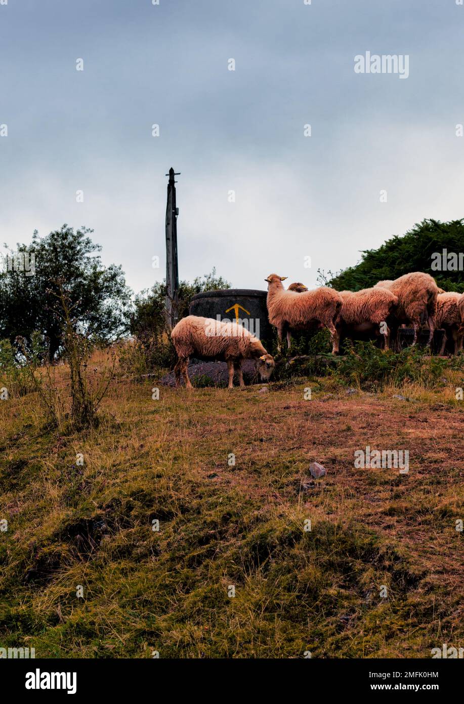 A flock of sheep French Pyrenees Mountains view in early morning Stock ...