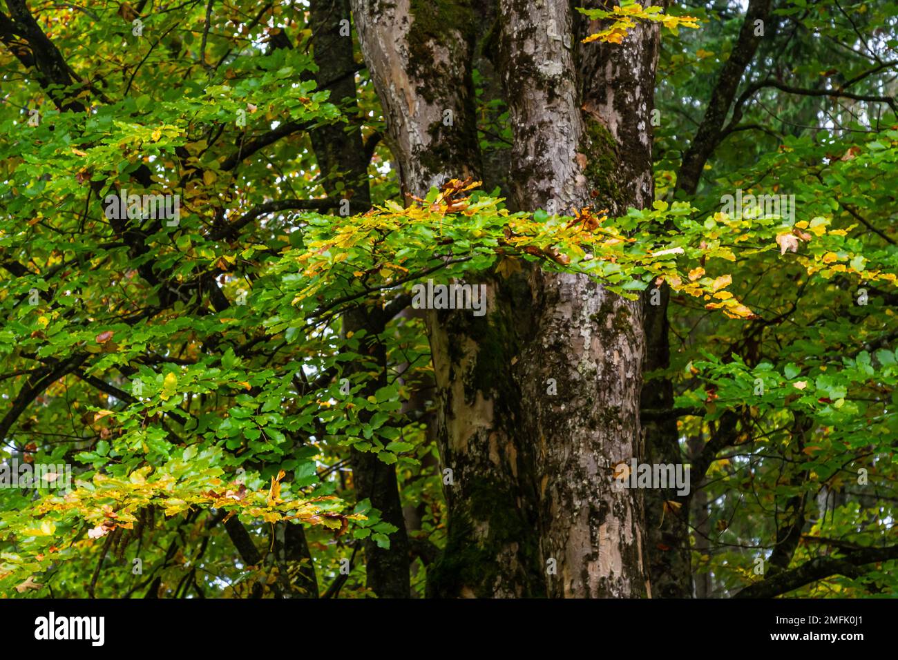 Tall trees of the Carpathian forests, nature reserve in the Carpathians ...