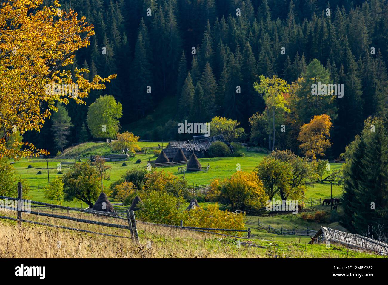 beautiful autumn countryside landscape in Carpathian Mountains, Ukraine ...