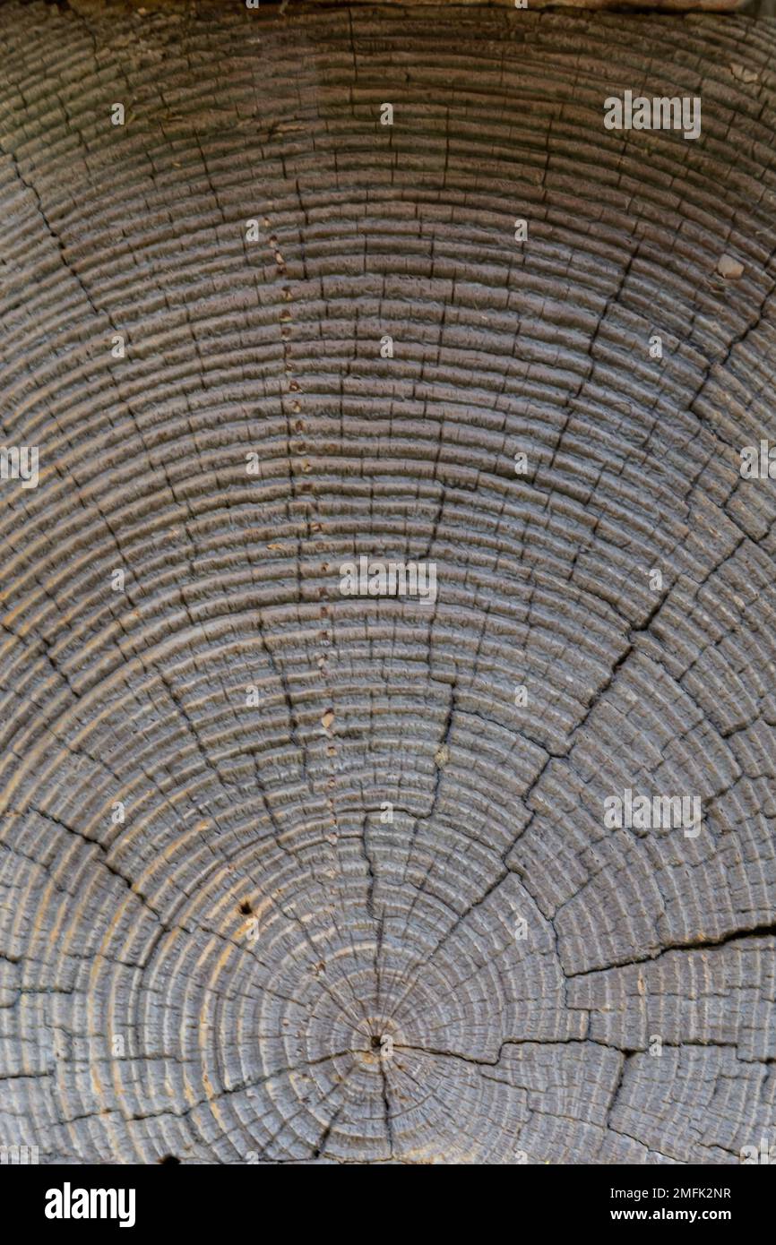 Abstract texture of tree stump, crack wood ancient, Cracked wood ...