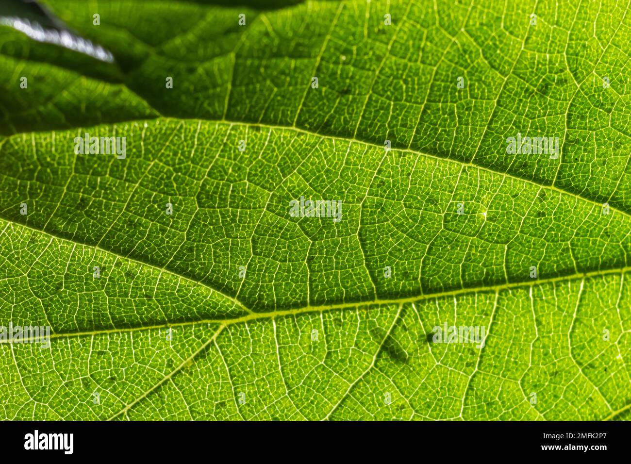 Abstract green leaves texture for background. Natural environment ...