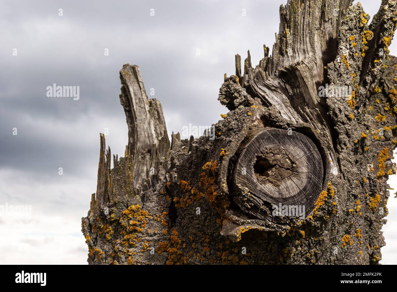 Close-up of a broken thick tree on the background of the sky with ...
