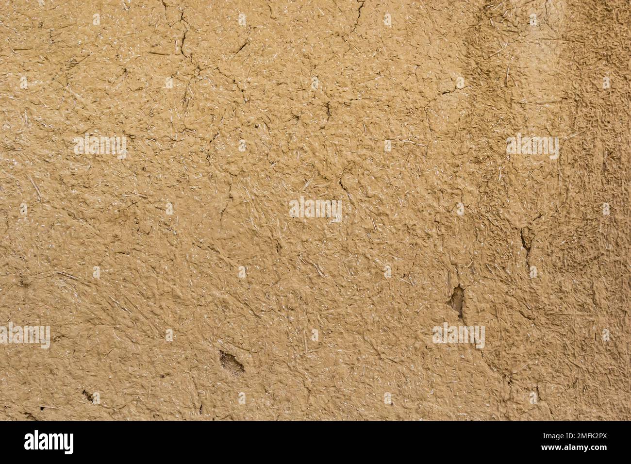 Decorative white wall plaster pattern stylized in bark beetle texture ...