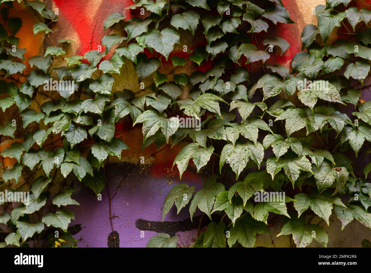 Leaves of wild grapes. Wall of leaves of wild grapes.Close up texture ...