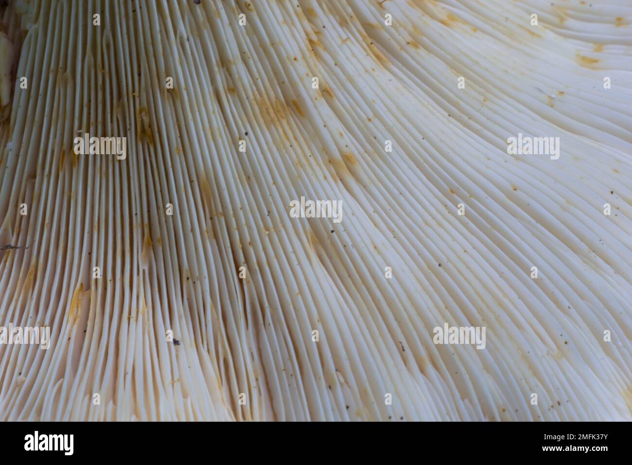 Selective focus,close-up of abstract caps of champignon mushroom bottom ...
