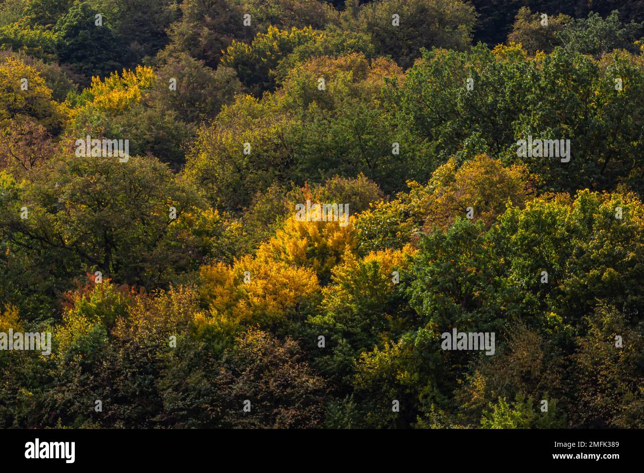 Colorful autumn background hi-res stock photography and images - Alamy