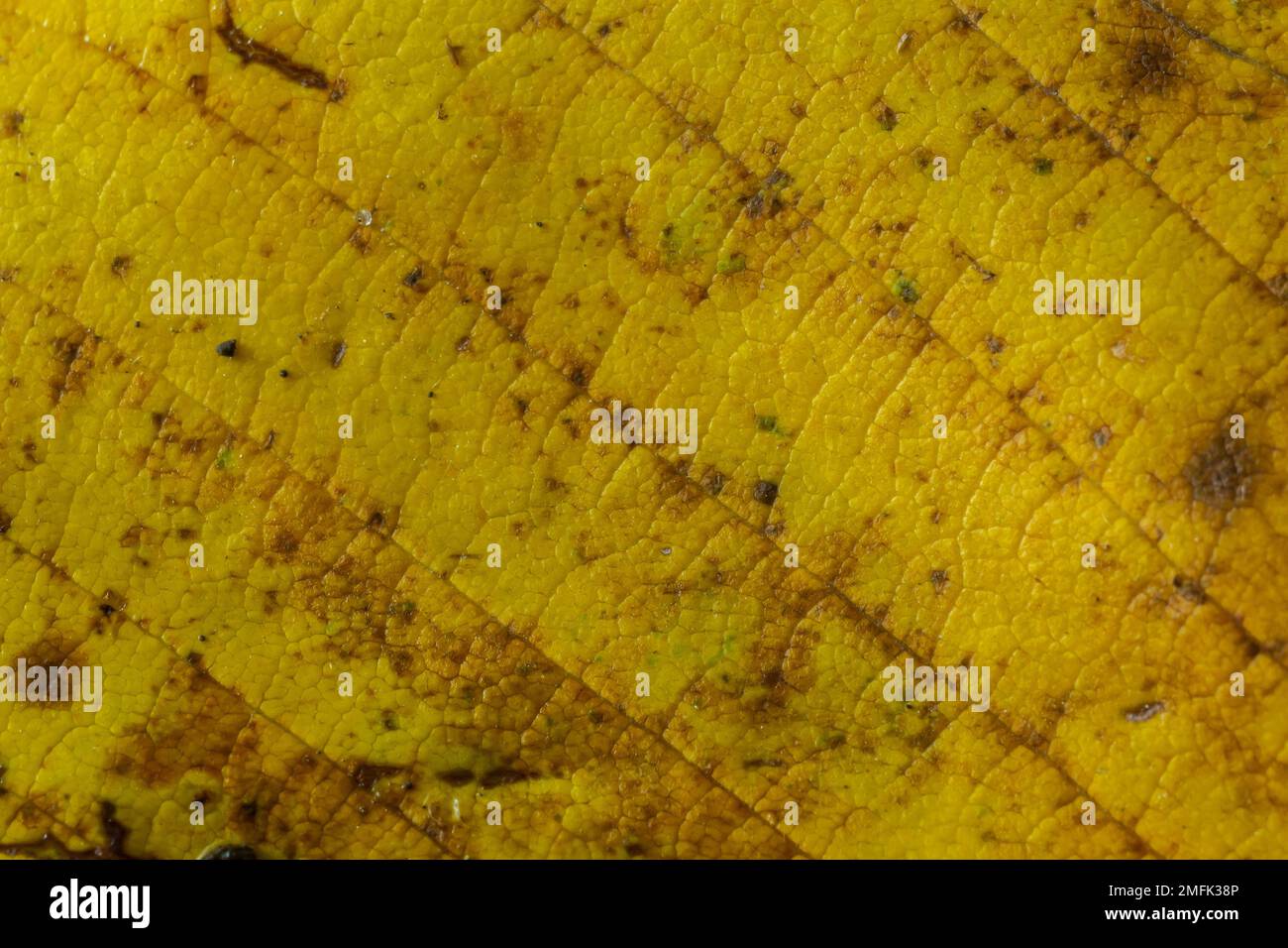 Macro photo of a yellow leaf, colorful autumn foliage. Golden yellow leaf texture close up ...