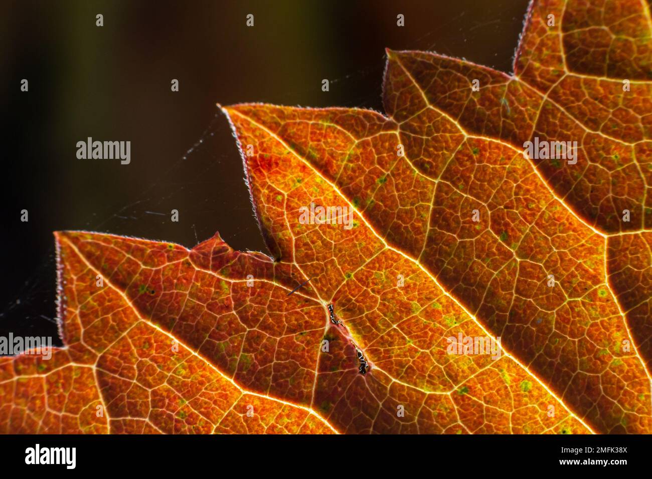 Macro photo of Autumn Foliage. Red Leaf texture close up. perfect for ...