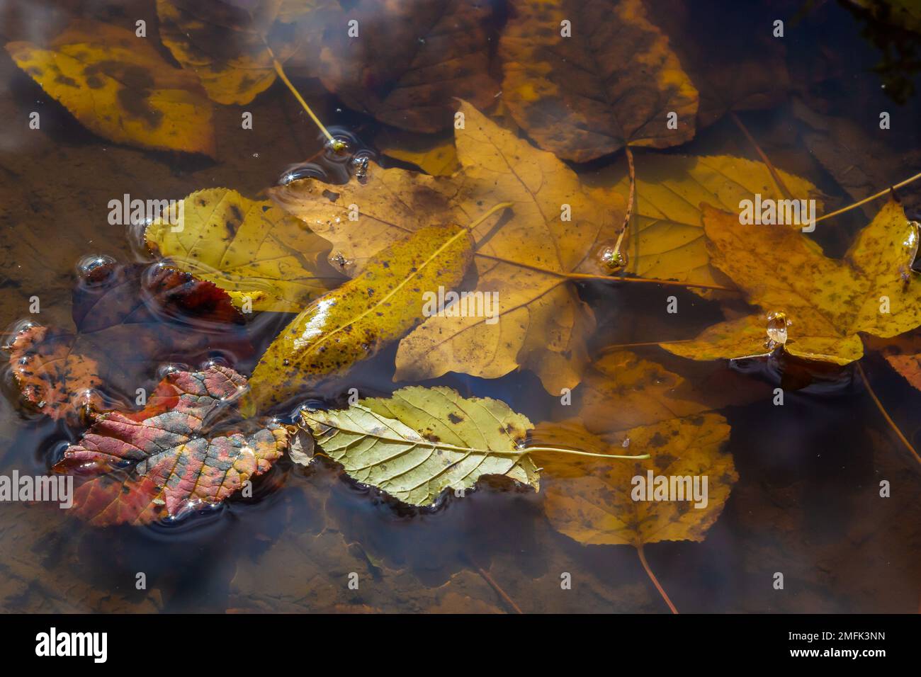 Colourful fall leaves in water, floating autumn leaf. Fall season leaves in rain puddle. Sunny ...