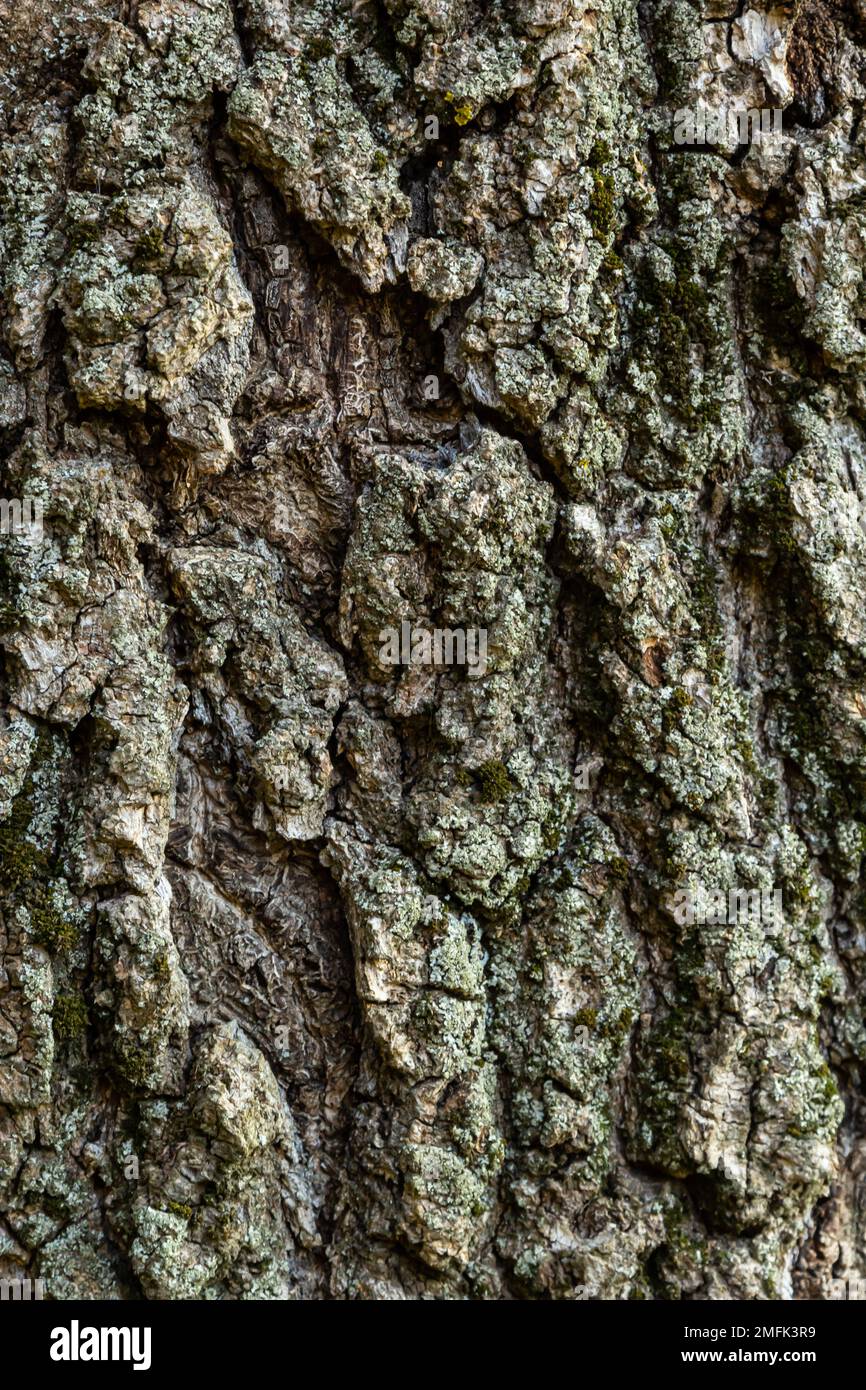 tree bark background. Brown tileable texture of the old tree Stock ...