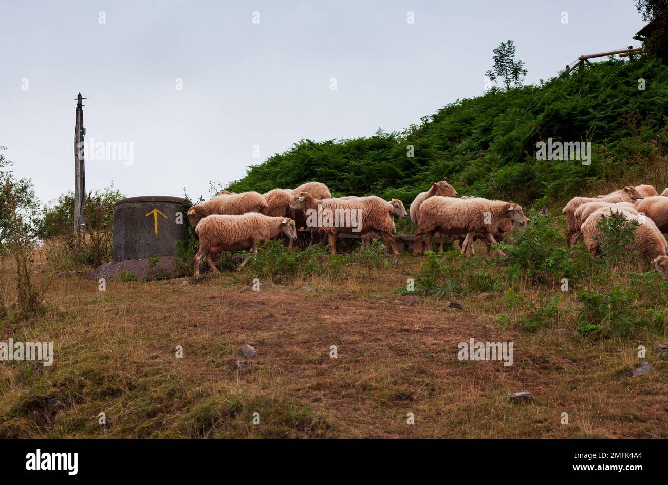 A flock of sheep French Pyrenees Mountains view in early morning Stock ...