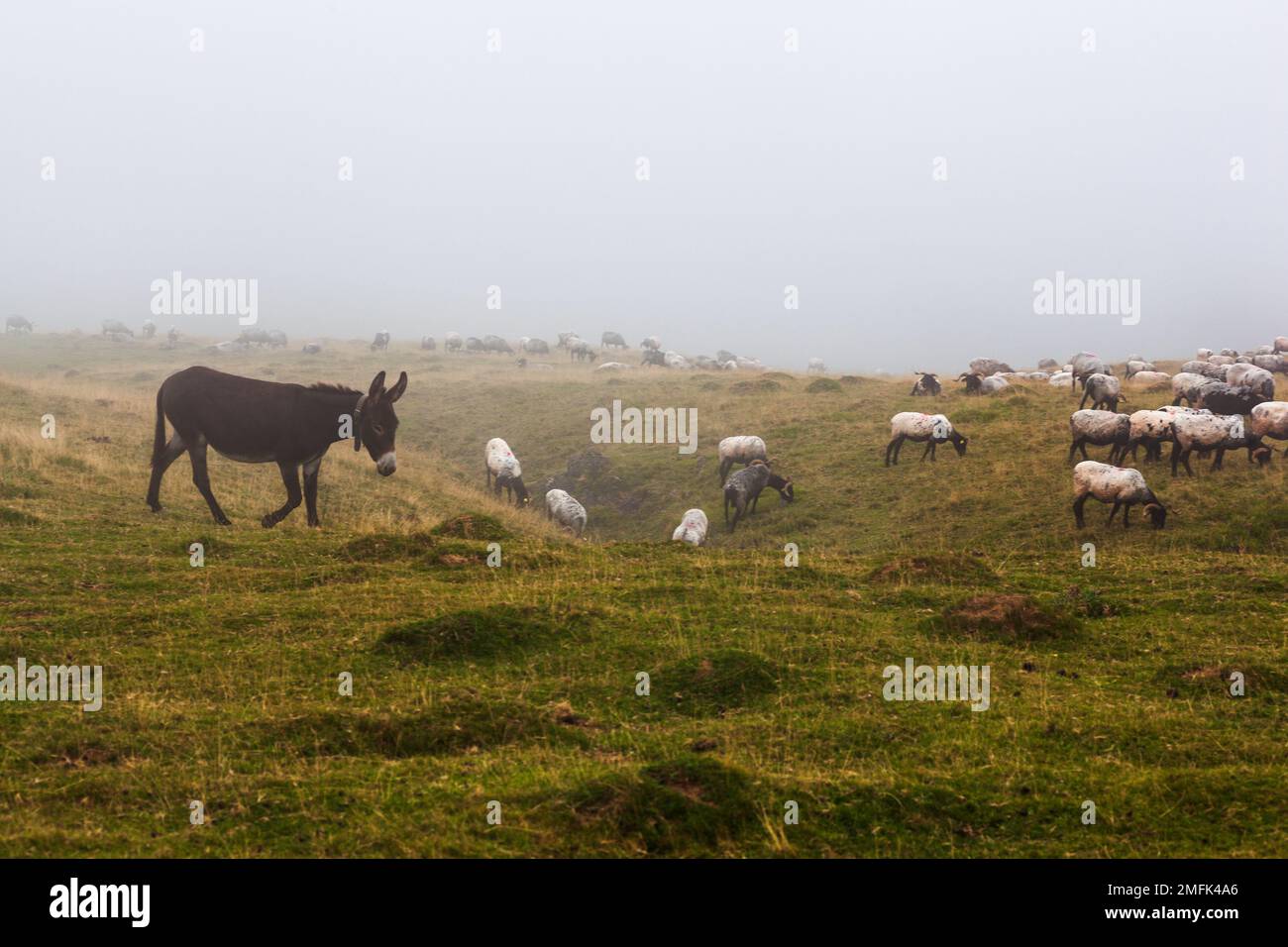 The mixed flock of sheep, donkey and goats grazing in the mist at early ...