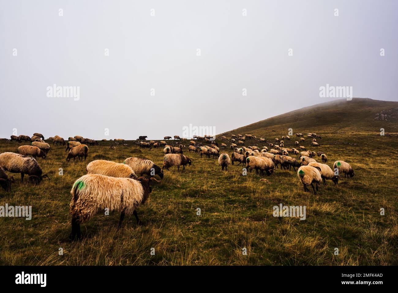 The mixed flock of sheep and goats grazing on meadow along the Camino ...