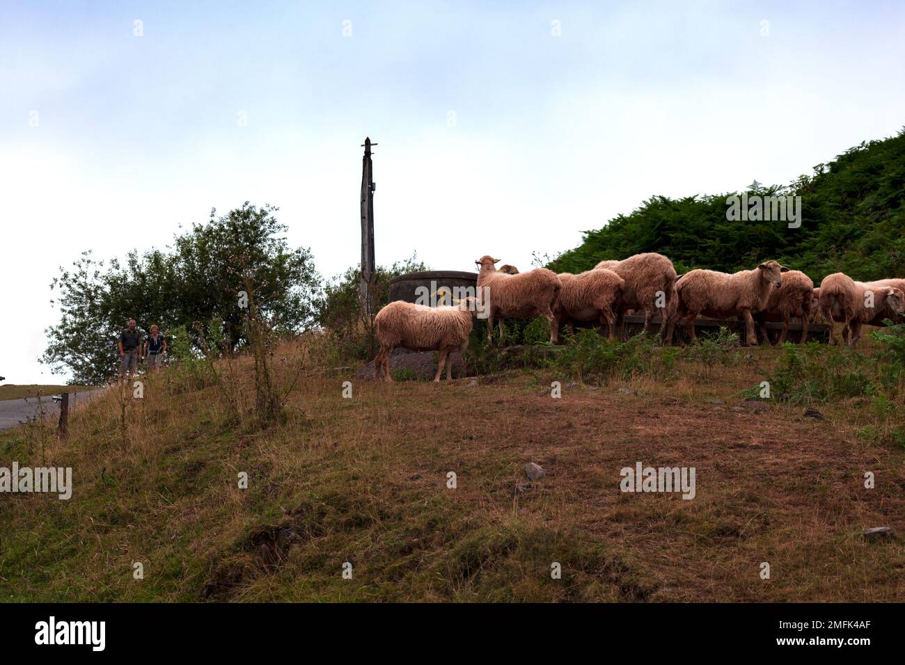 A flock of sheep French Pyrenees Mountains view in early morning Stock ...