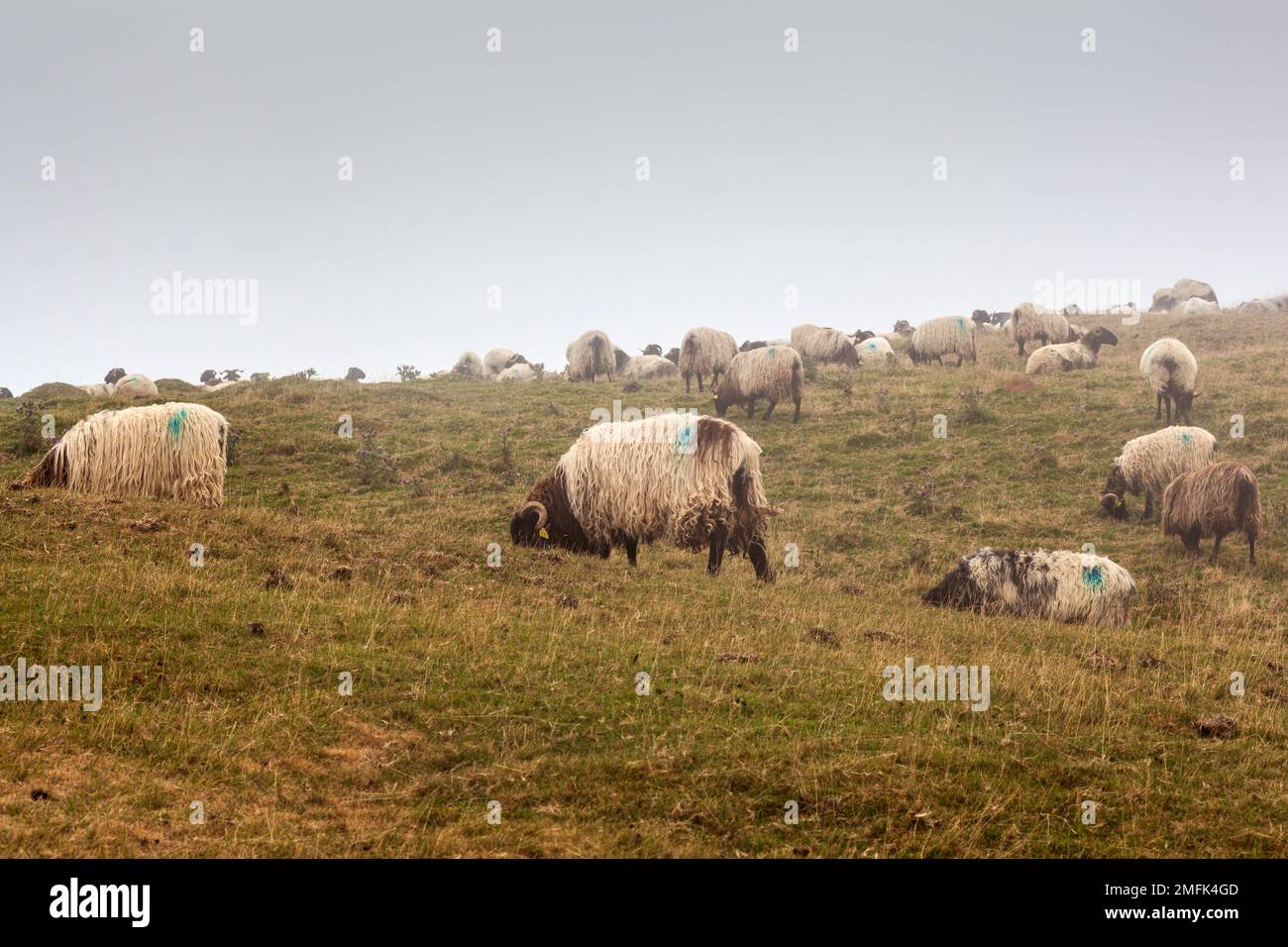 The mixed flock of sheep and goats grazing in the mist at early morning ...