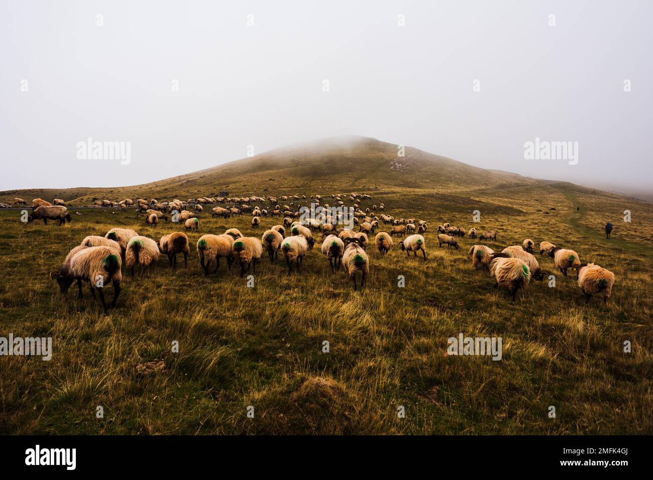 The mixed flock of sheep and goats grazing on meadow along the Camino ...