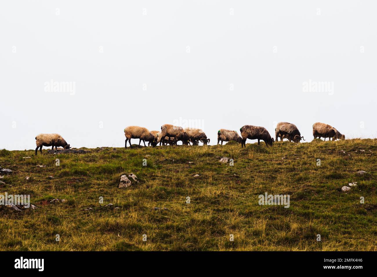 The mixed flock of sheep and goats grazing on meadow along the Camino ...