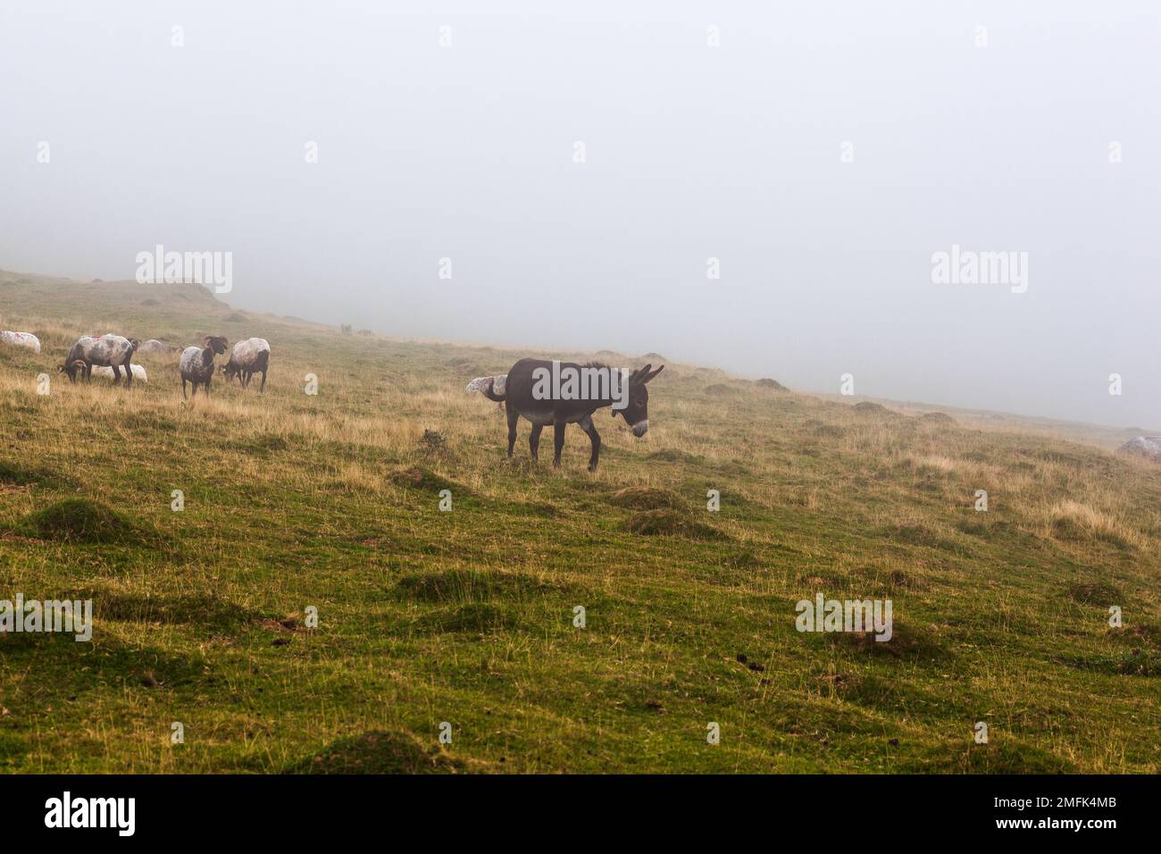 The mixed flock of sheep, donkey and goats grazing in the mist at early morning along the Way of ...