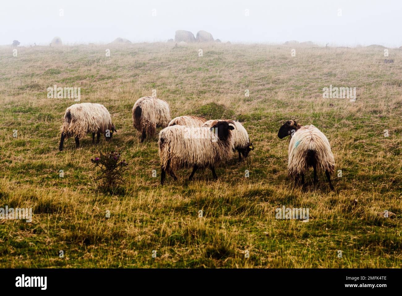 Sheep ranching hi-res stock photography and images - Alamy