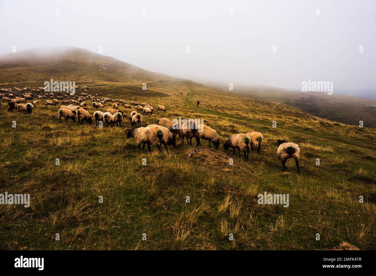 The mixed flock of sheep and goats grazing on meadow along the Camino ...