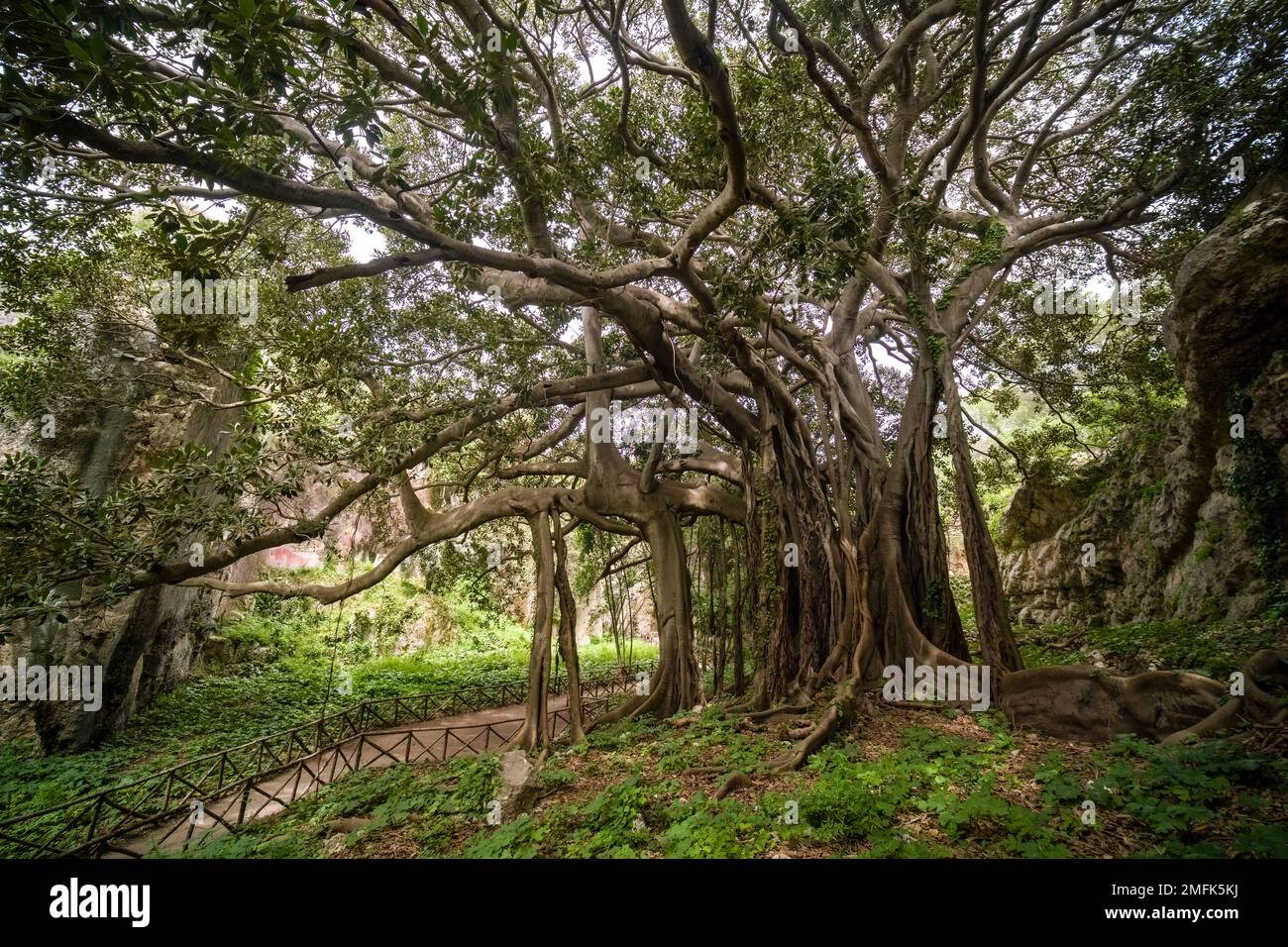 An very old Moreton Bay fig tree, Australian banyan (Ficus macrophylla ...