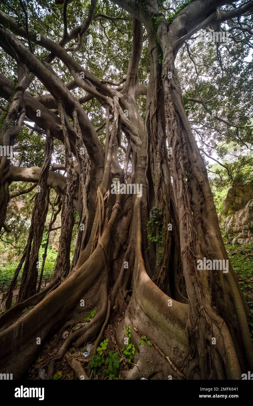 Australian banyan tree hi-res stock photography and images - Alamy