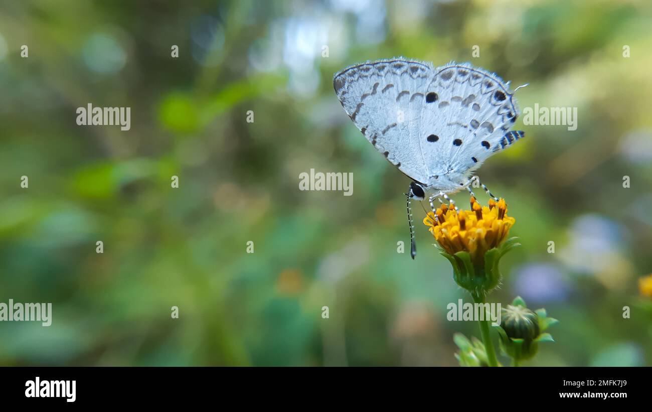 Megisba malaya, the Malayan. Small lepidoptera butterfly pollinating on a flower in autumn ...