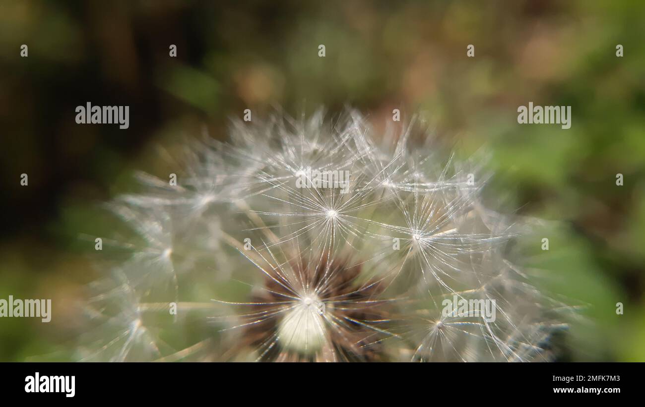 Nature background texture of a dandelion flower Stock Photo - Alamy
