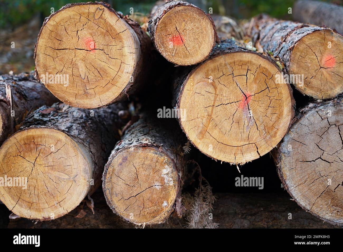 Chopped wood in a forest for further processing of firewood, furniture ...