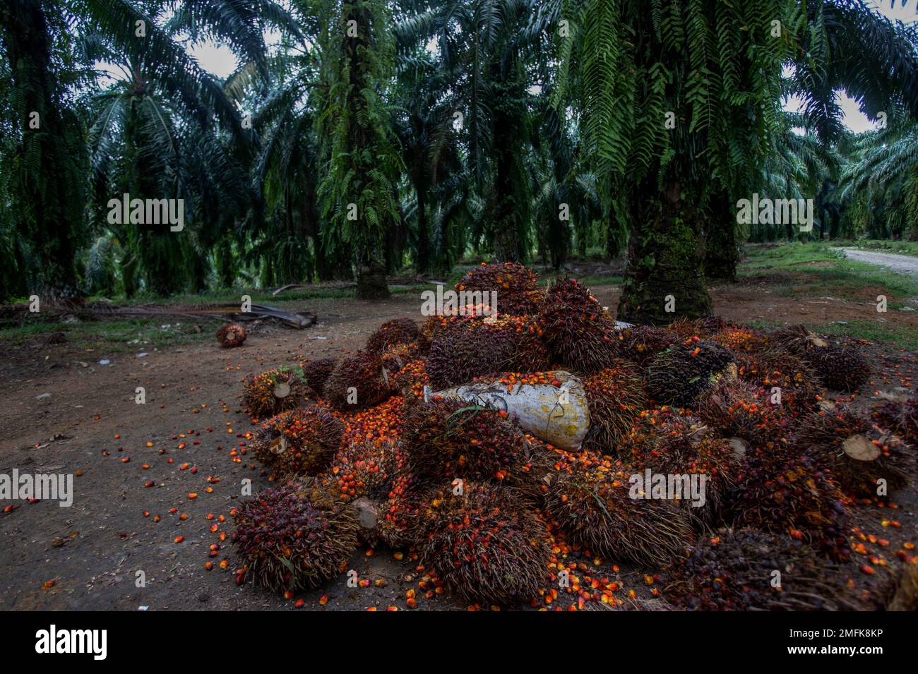 Harvested palm oil fruits kept for collection are seen at a palm oil ...
