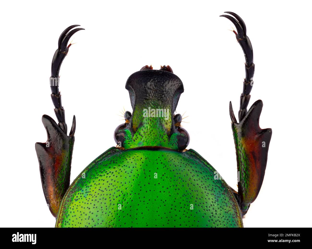Torynorrhina Flammea Green Form Scarab Beetle form Thailand Stock Photo ...