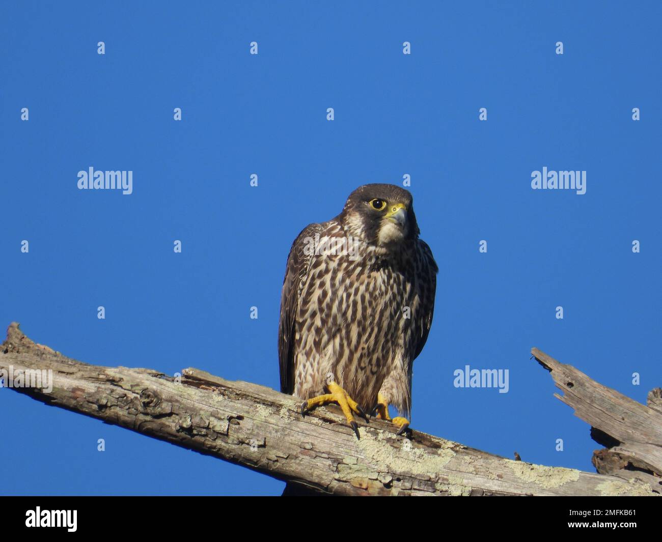 A closeup of a Peregrine falcon perched on a tree under the sunlight ...
