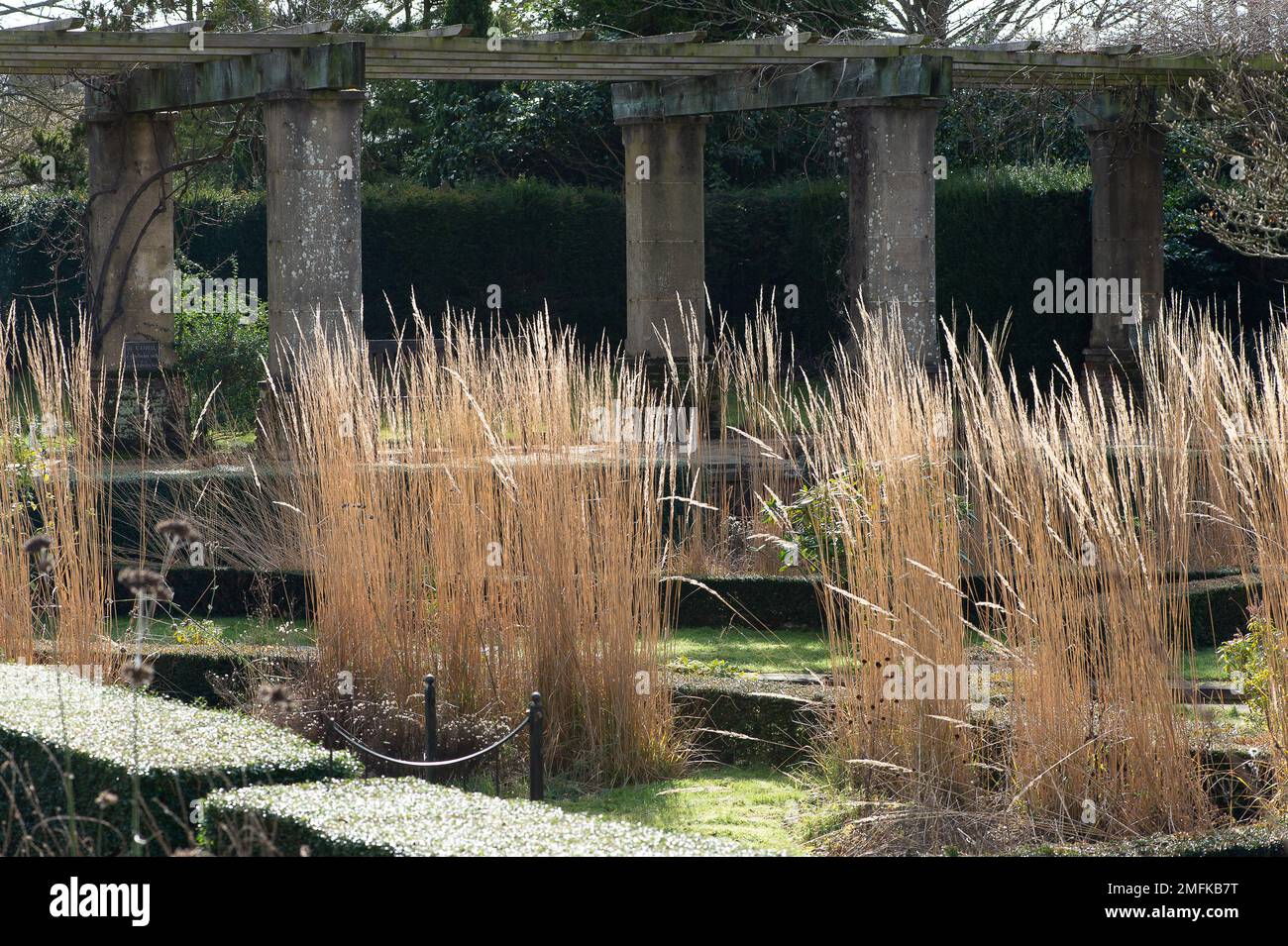 Stoke Poges, Buckinghamshire, UK. 9th February, 2022. Grasses in a ...