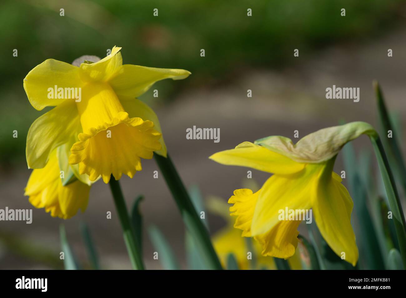 Stoke Poges, Buckinghamshire, UK. 9th February, 2022. Yellow daffodils ...