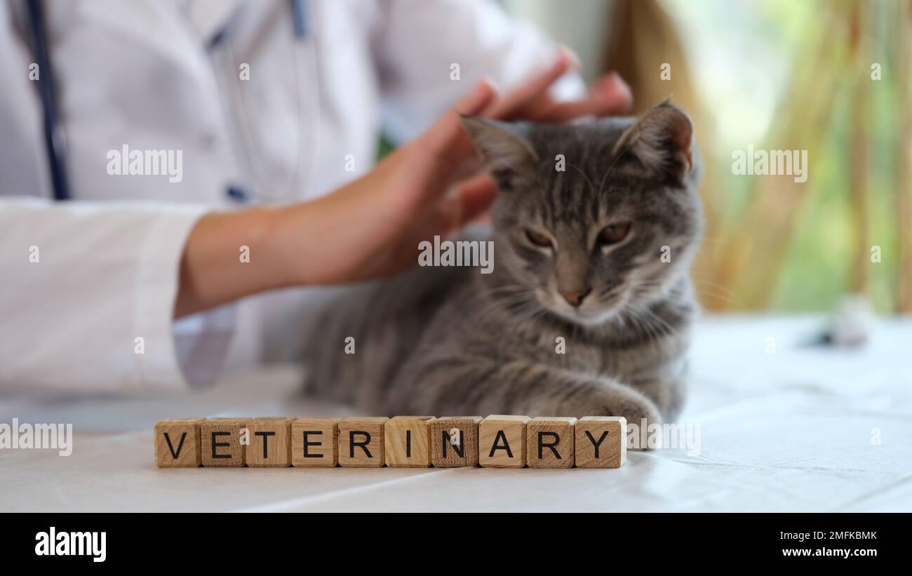 Veterinarian strokes cat on table of vet clinic, letters veterinary on ...