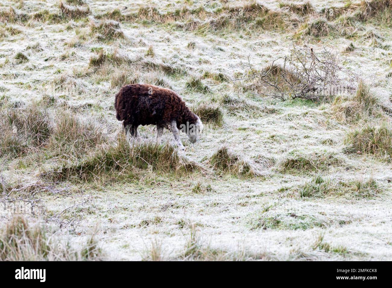 Herdwick Sheep grazing on the hillside at Corfe Castle, Dorset, England ...