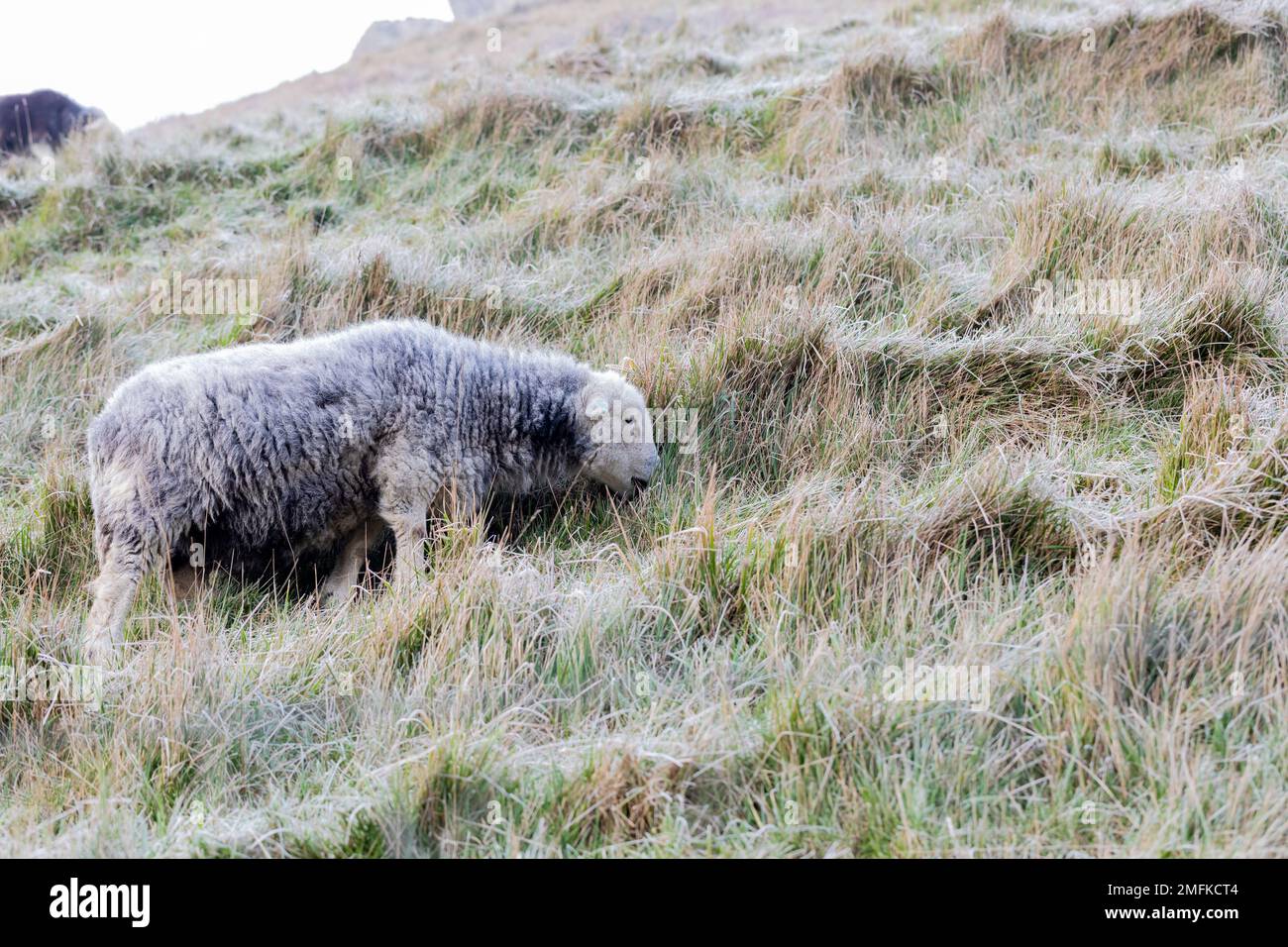 Herdwick Sheep grazing on the hillside at Corfe Castle, Dorset, England ...