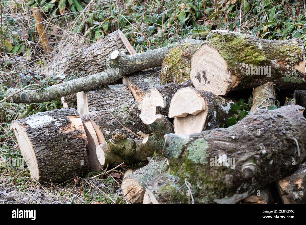 Chopped down tree trunk hi-res stock photography and images - Alamy