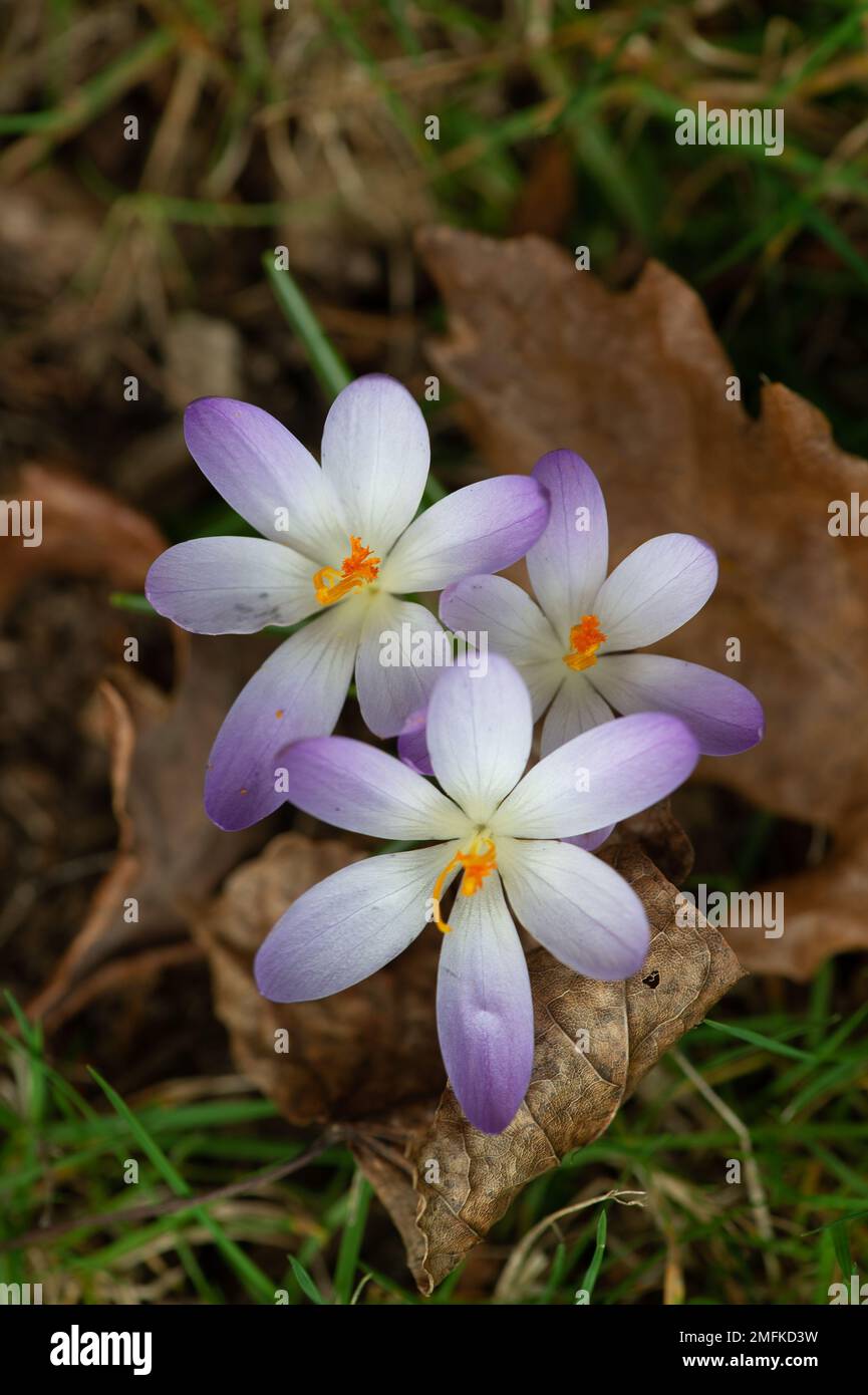Stoke Poges, Buckinghamshire, UK. 9th February, 2022. Pretty purple and ...