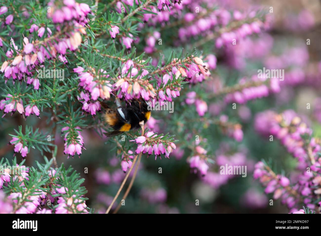 Stoke Poges, Buckinghamshire, UK. 9th February, 2022. Bees collecting ...