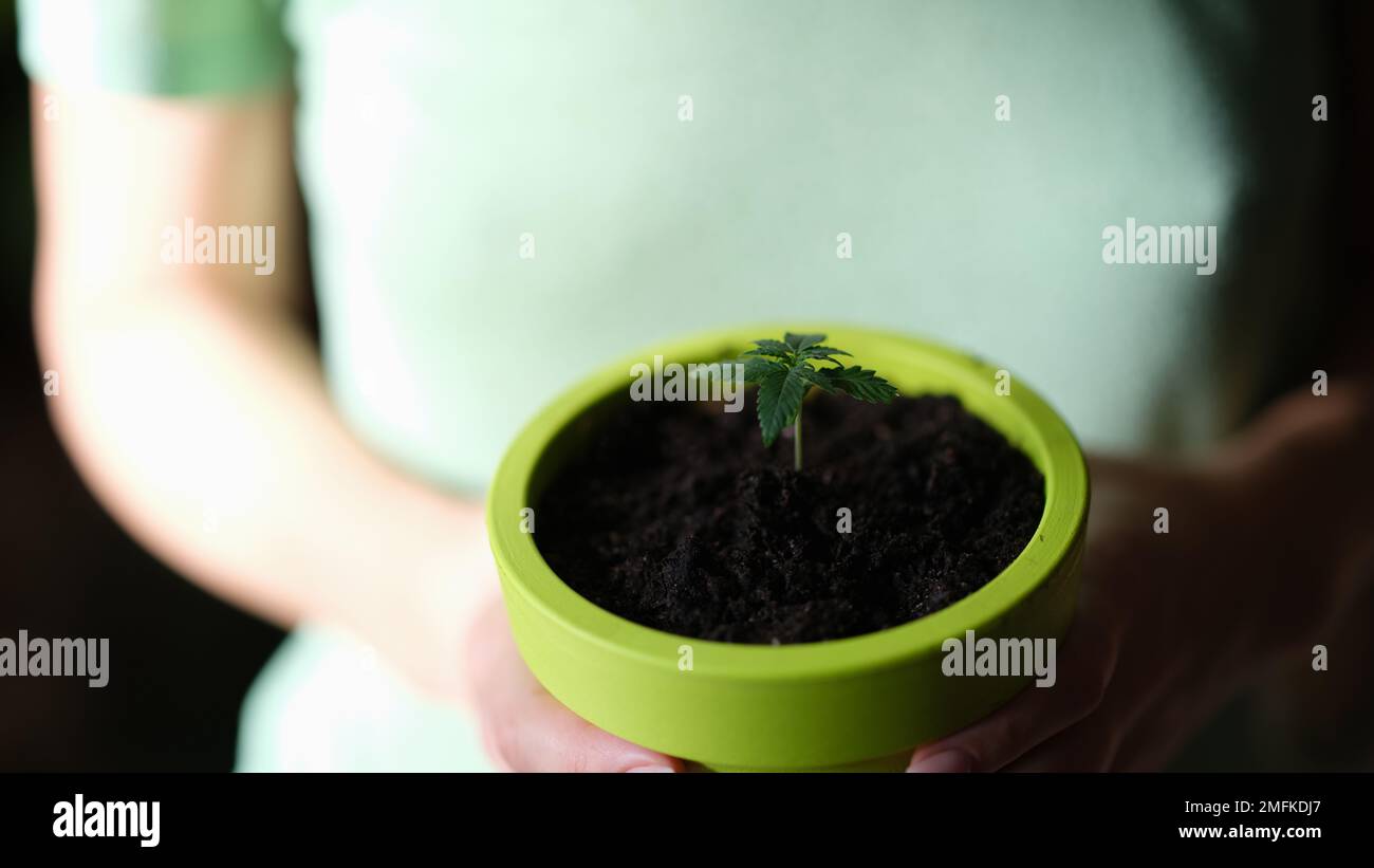 Sprout in hands hi-res stock photography and images - Alamy