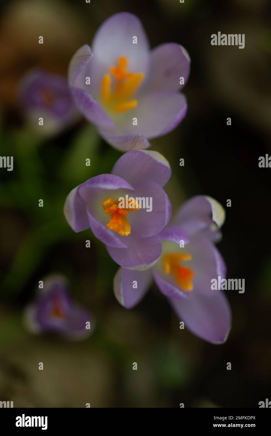 Stoke Poges, Buckinghamshire, UK. 9th February, 2022. Pretty purple ...