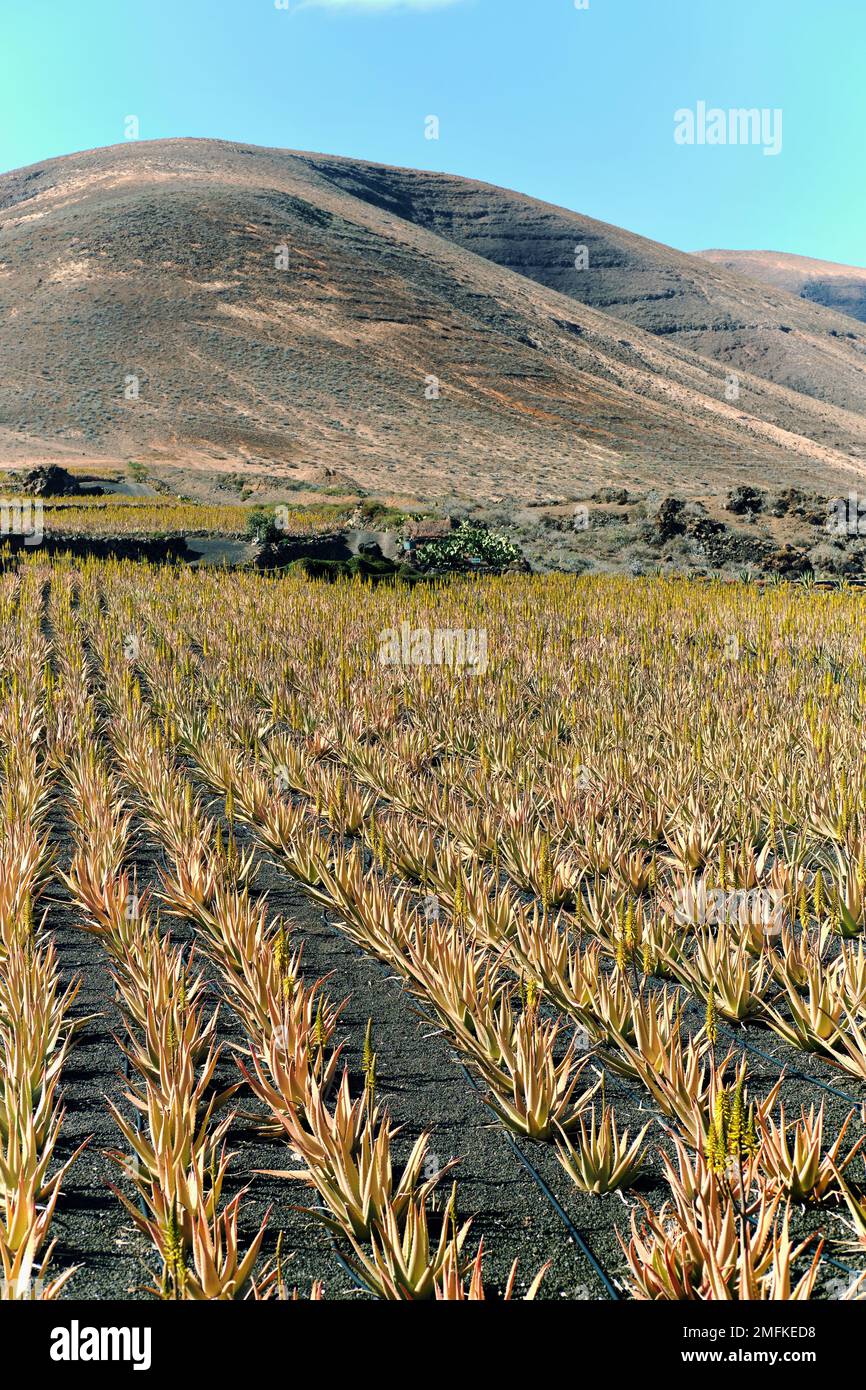Landscape of blooming flowering succulent plants rows of aloe in the ...