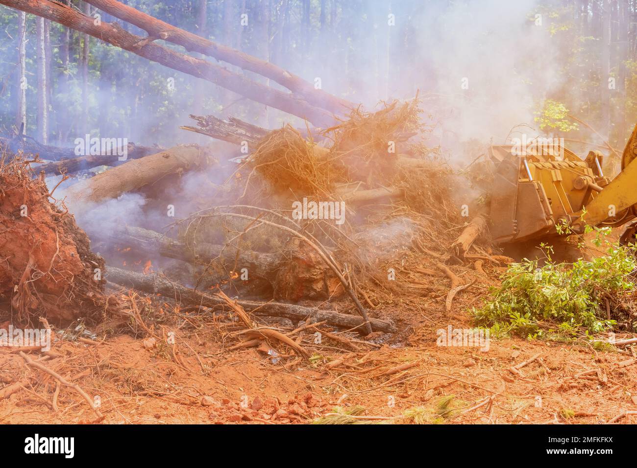 In construction site fire is being ignited to burn down uprooted forest ...