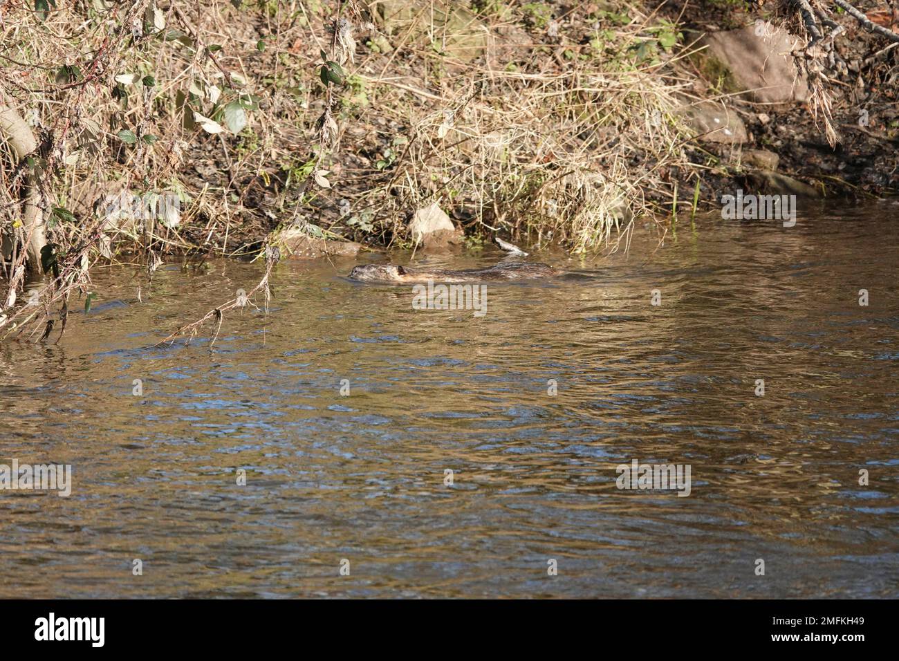 A nutria swimming in the river Stock Photo - Alamy