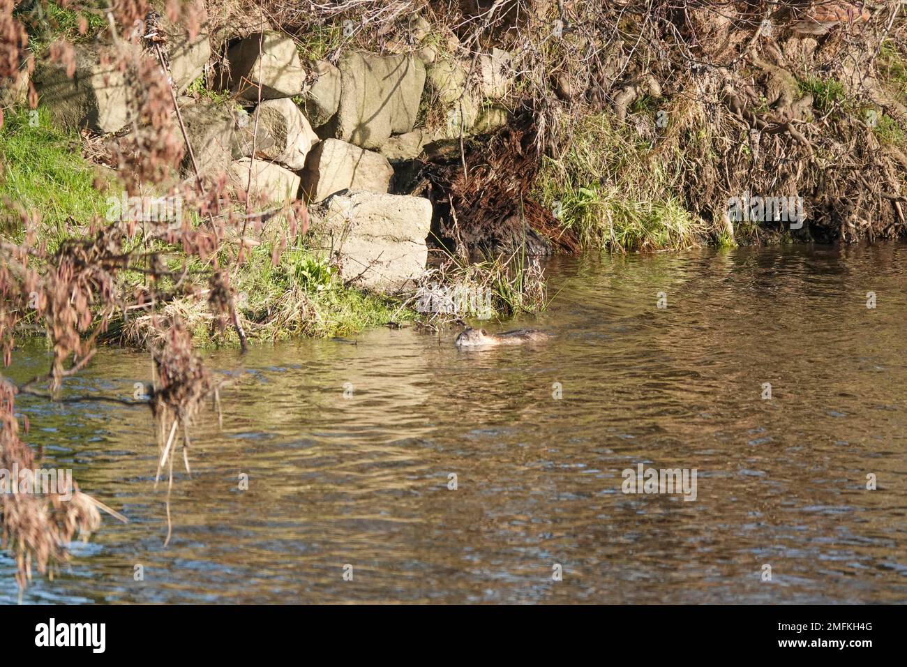 A nutria swimming in the river Stock Photo - Alamy