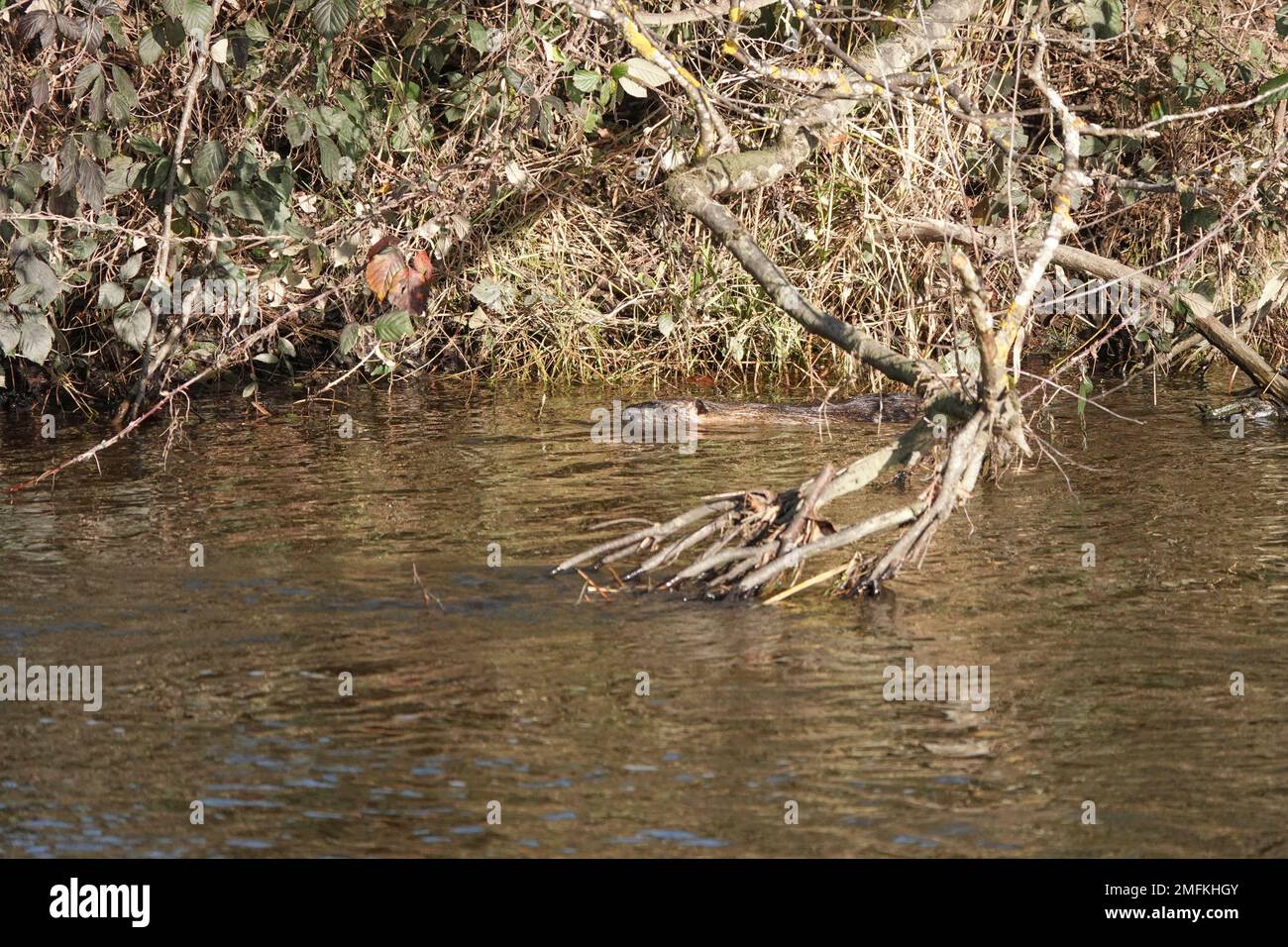 A nutria swimming in the river Stock Photo - Alamy