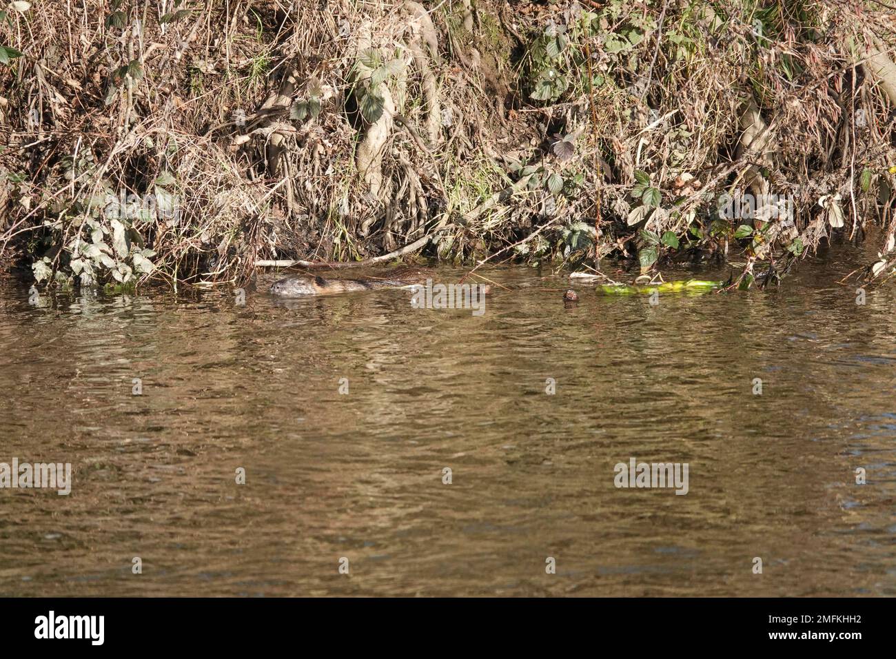 A nutria swimming in the river Stock Photo - Alamy