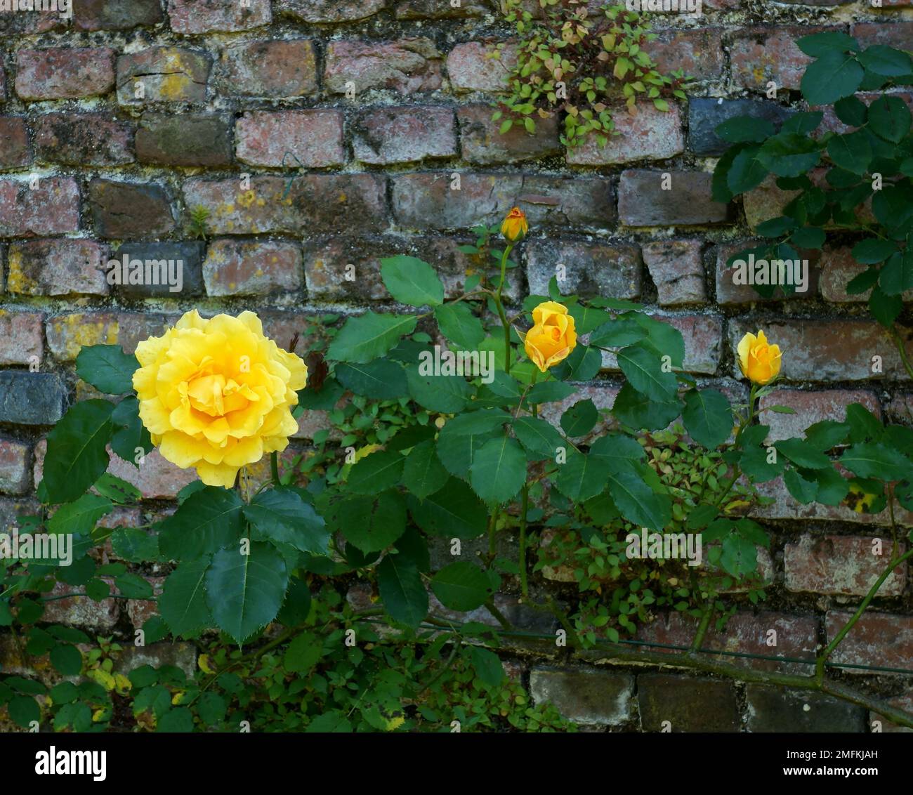Yellow rose by a brick wall Stock Photo - Alamy