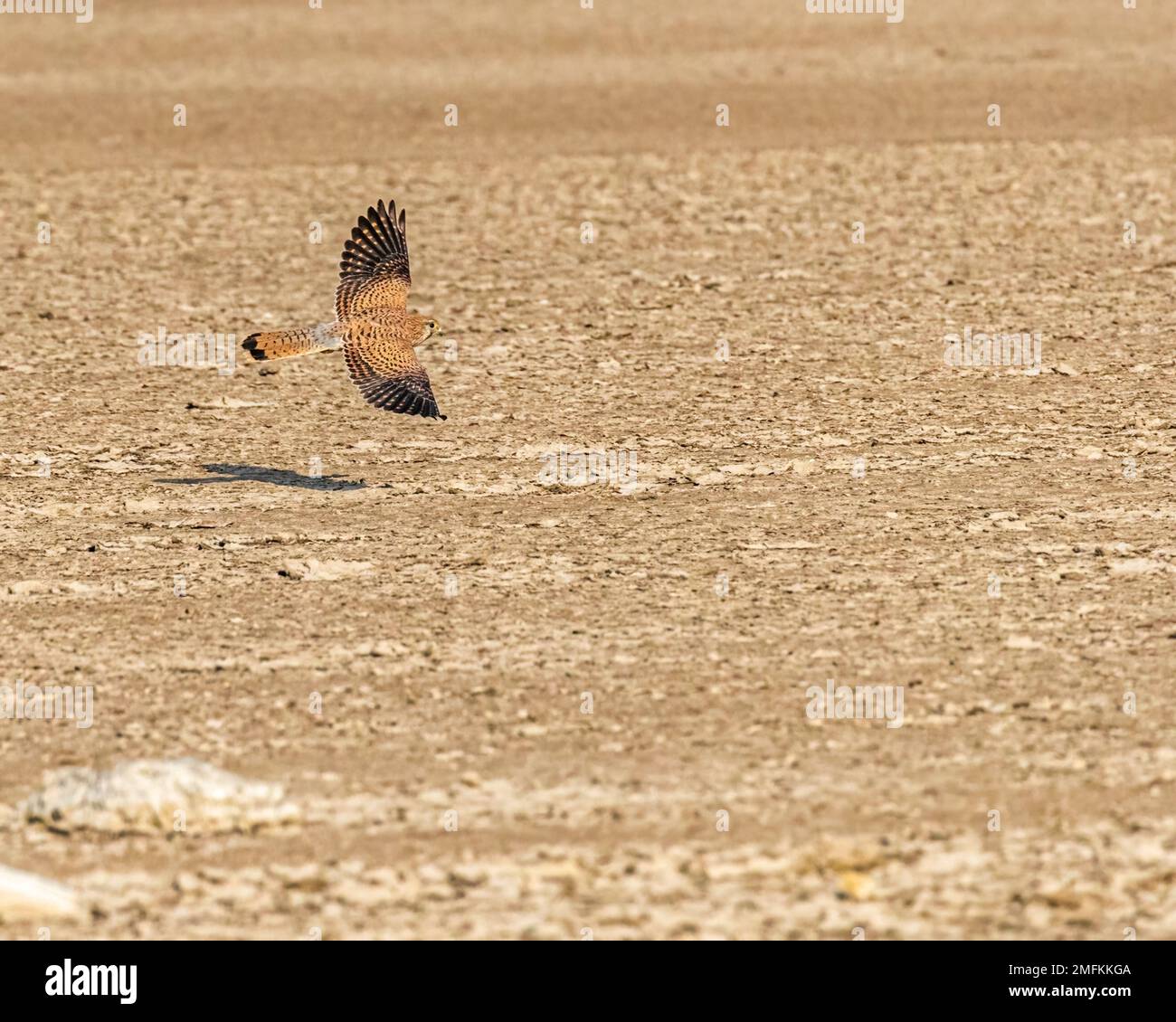 A Common kestrel in flight in desert with horizontal wings Stock Photo ...